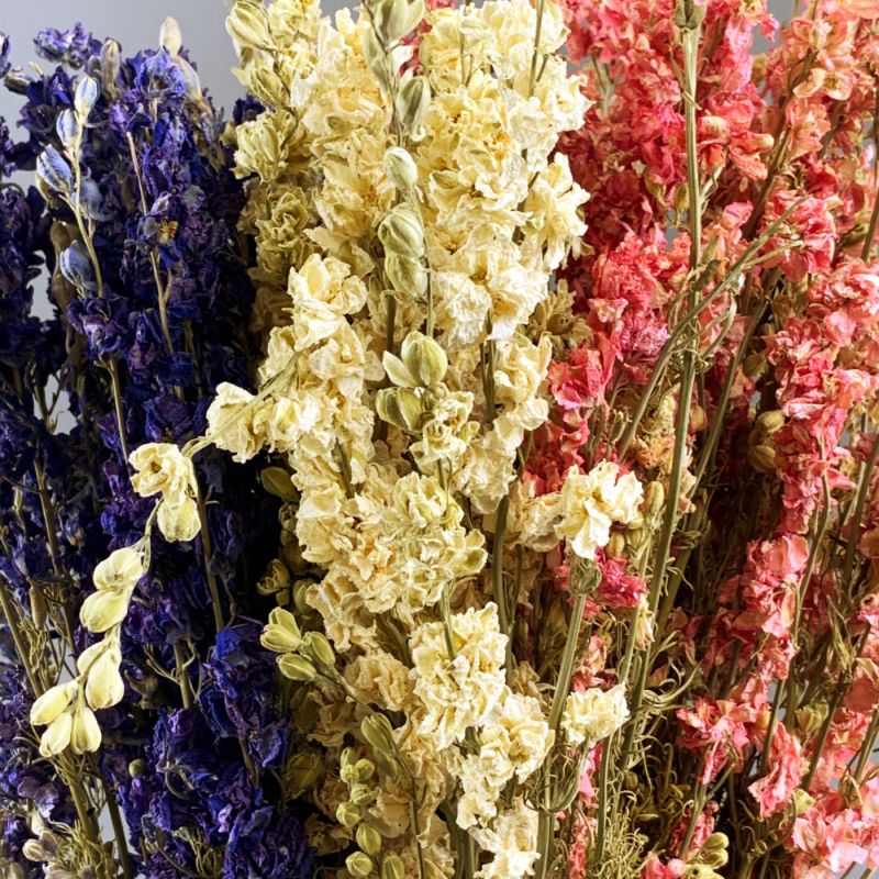 Larkspur, White bunch, delphinium, 75cm tall Natural dried flowers