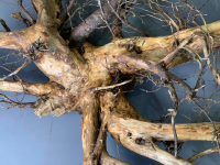 Stumps With Roots, variety of sizes and shapes in stock - Brandon Thatchers