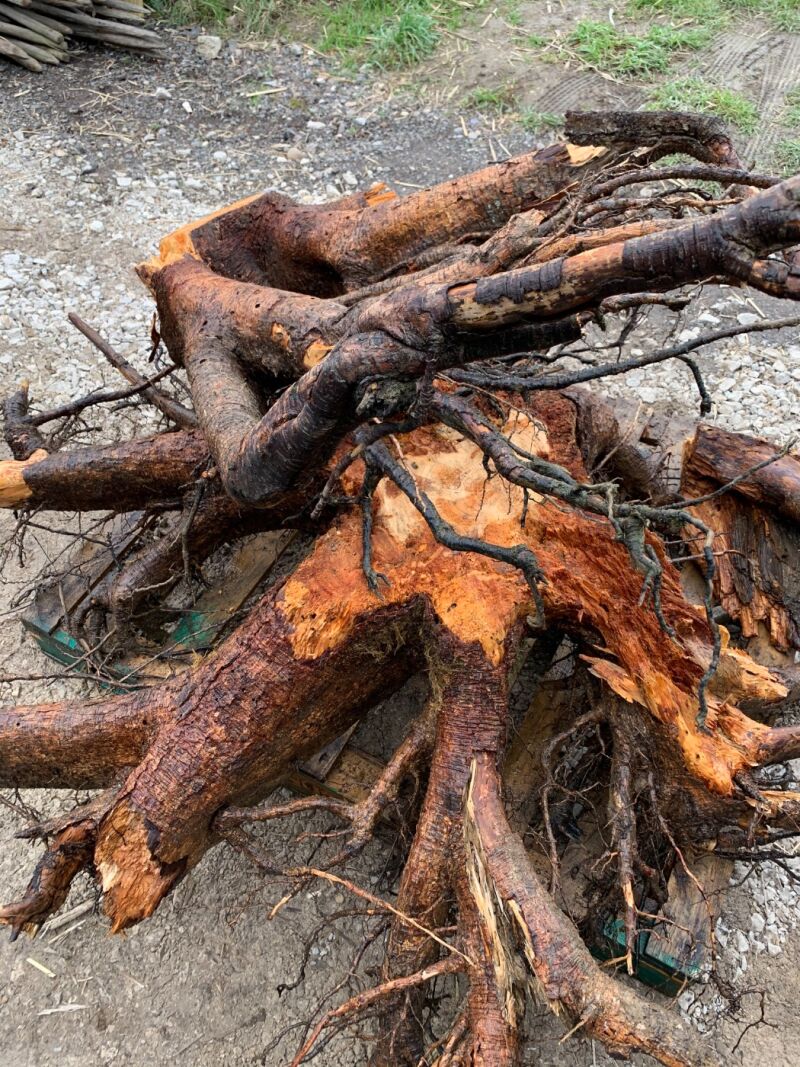 Stumps With Roots, variety of sizes and shapes in stock - Brandon Thatchers