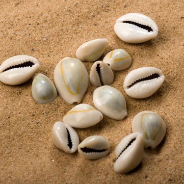 Seashells & Seaside Theming, UK stock, Next day delivery