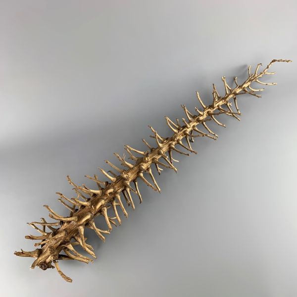 Fish Spine Tree, approx. 80 cm long by 15 to 20 cm dia