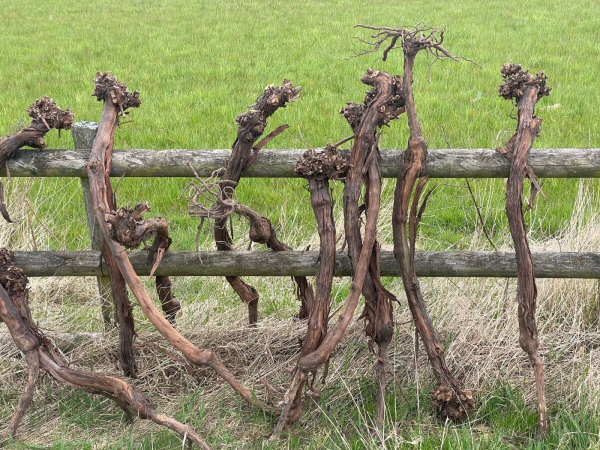 Gnarly Grape Vine Trunk/Stump/Root. - Brandon Thatchers