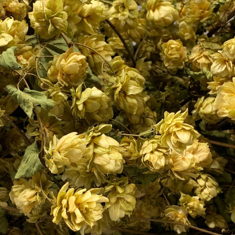 Hop Vine 3 m long with leaves and flowers. Natural dried