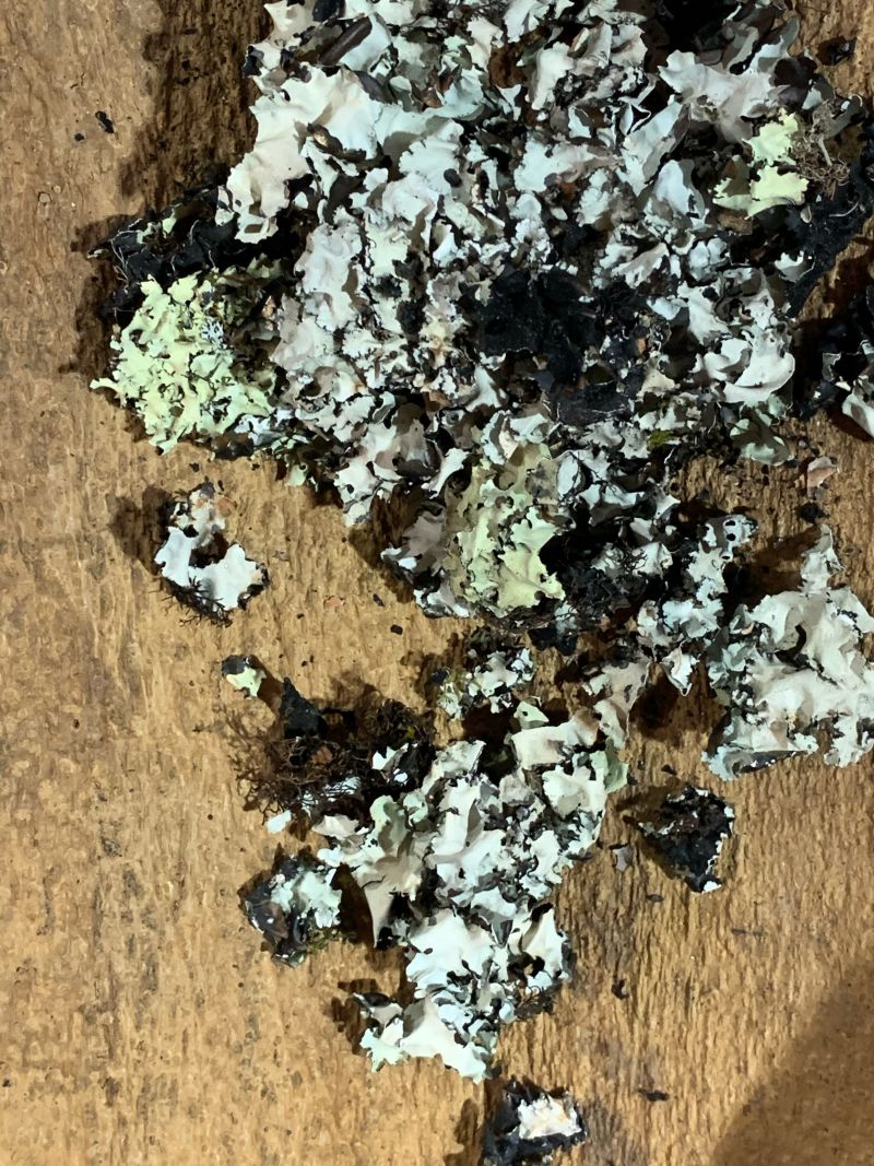 Foliose Lichen, reindeer lichen, moss, in 500 g bag. Natural, dried ...