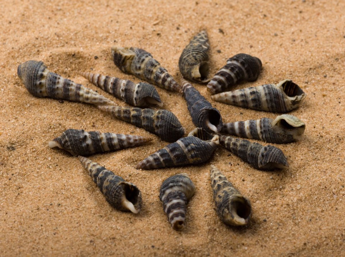 Conical Minaret Seashell, Approx. 10 mm diameter by 60 mm long.