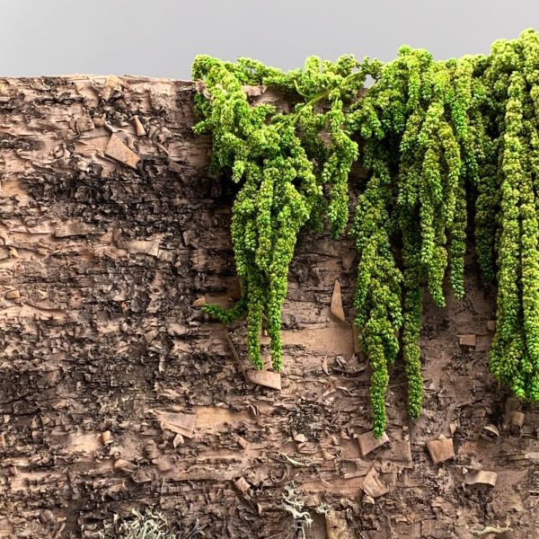 Silver Birch Bark Bundle x 5 , textured cladding