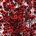 Nigella approx. 55cm long dried flower bunch