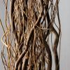 Water Reed Bundle, approx. 2 m plus tall by 25 cm