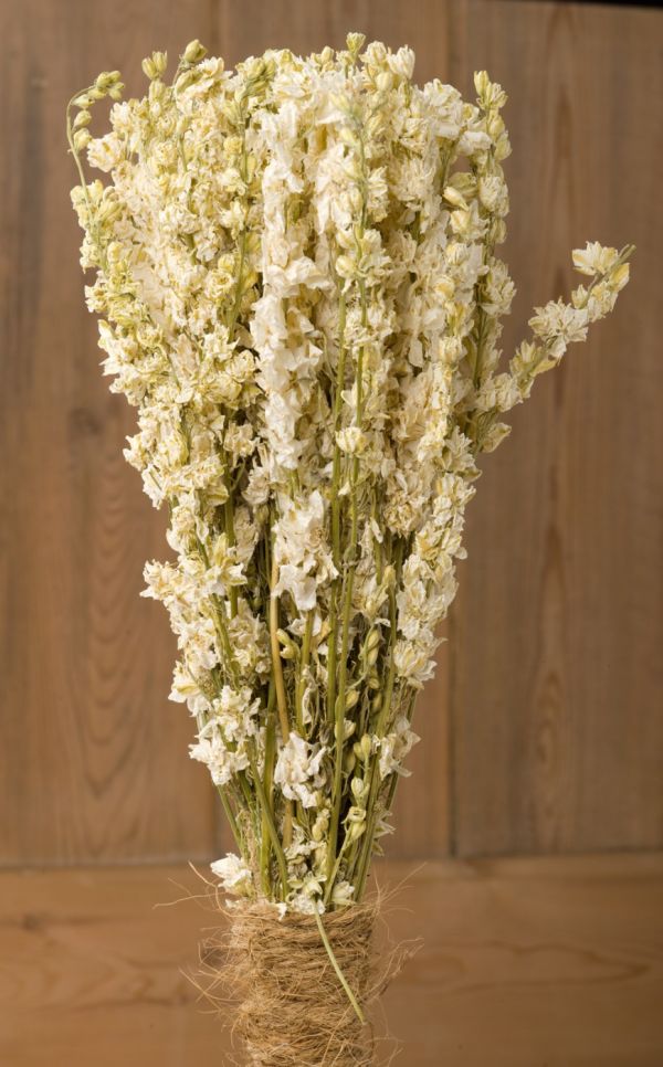 Larkspur, White bunch, delphinium, 75cm tall Natural dried flowers