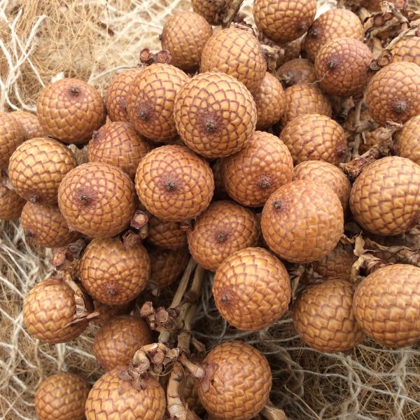 Rattan Grape bunch, approx. 40 cm long by 18 cm wide