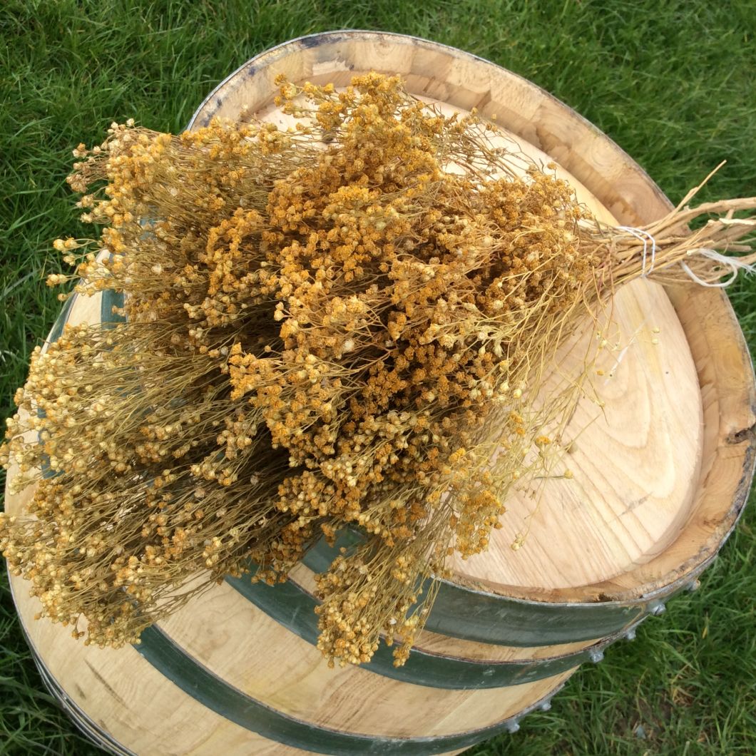 Bloom Ochre, approx. 80 cm tall dried herb style bundle