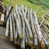 Silver Birch Poles