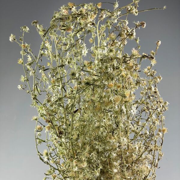 Stinkwort - approx. 50 cm Long by 20 cm Wide. Natural Dried Deco ...