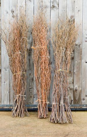 Contorted Willow x 10 stems, approx. mixture 1.2 m to 2.5 m tall ...