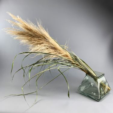 Babala Stem x 5, Natural Dried Deco, approx 60 - 70cm long - Brandon ...