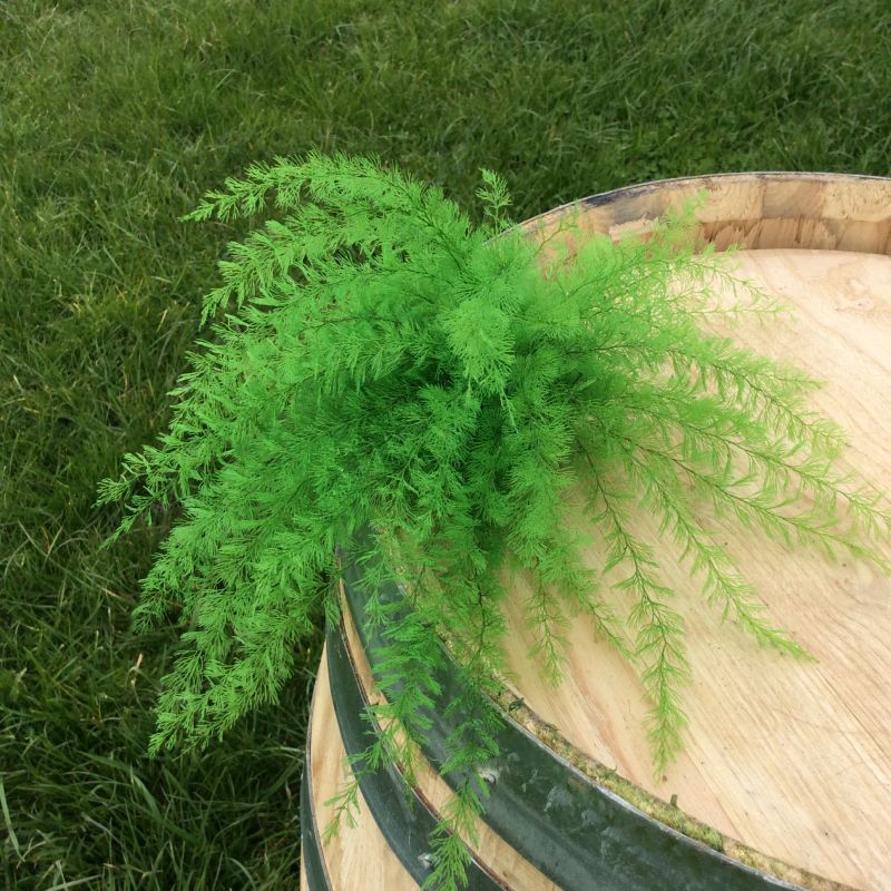 Fern, Vivid green preserved, Approx. 20 cm length, 20 cm spread