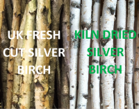 Silver Birch Poles