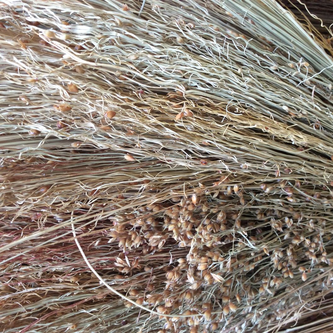 Sirak approx. 100 cm tall by 30 cm wide bundle