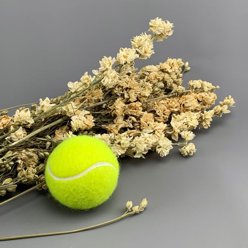 Larkspur, White bunch, delphinium, 75cm tall Natural dried flowers