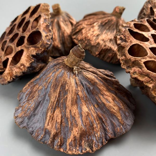 Lotus Heads x 8, approx. 9 cm diameter