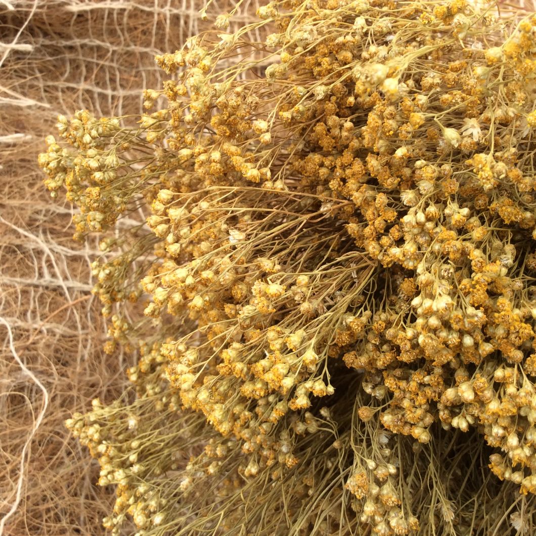 Bloom Ochre, approx. 80 cm tall dried herb style bundle