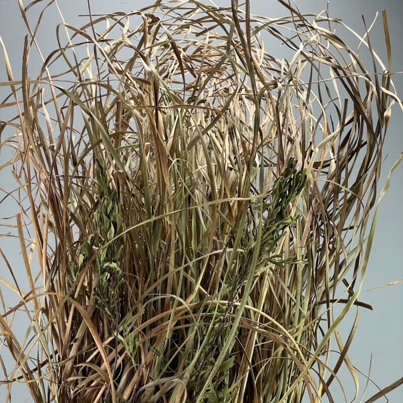 Sedge and Wild Bog Myrtle Bundle, approx. 1 m plus tall by 30 cm wide ...