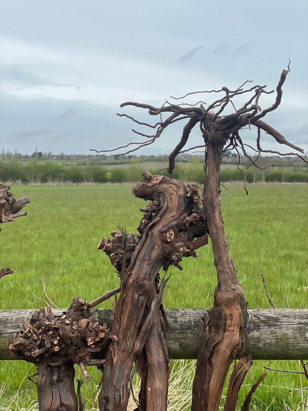 Gnarly Grape Vine Trunk/Stump/Root. - Brandon Thatchers