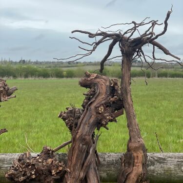 Gnarly Grape Vine Trunk/Stump/Root.