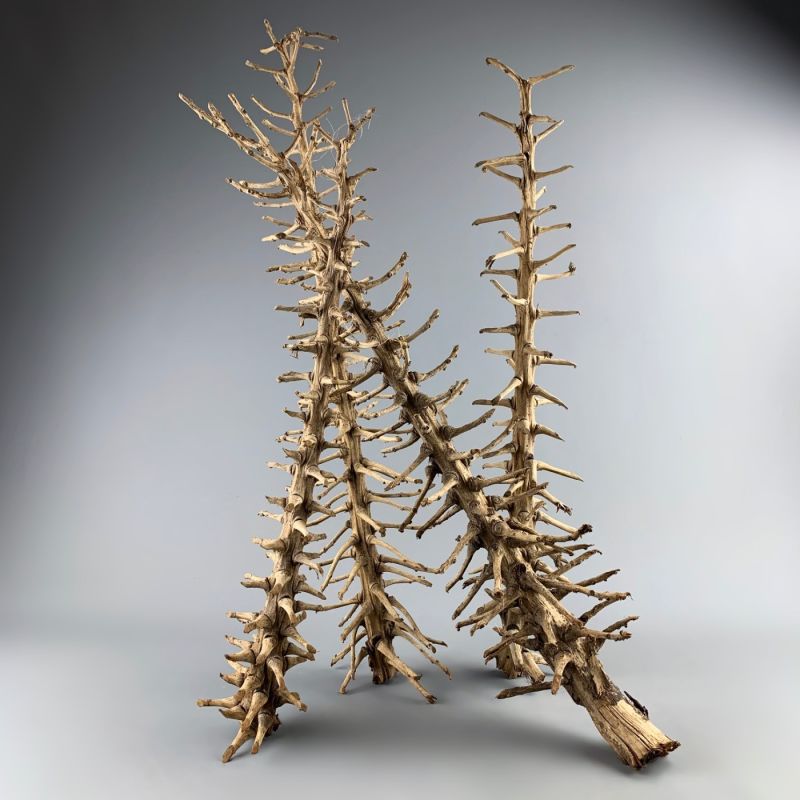 Fish Spine Tree, approx. 80 cm long by 15 to 20 cm dia