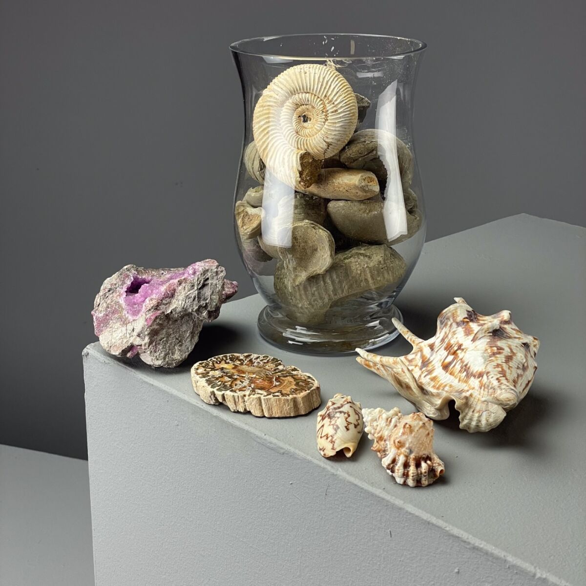 Victorian Fossil Collection - RENTAL ONLY - Brandon Thatchers