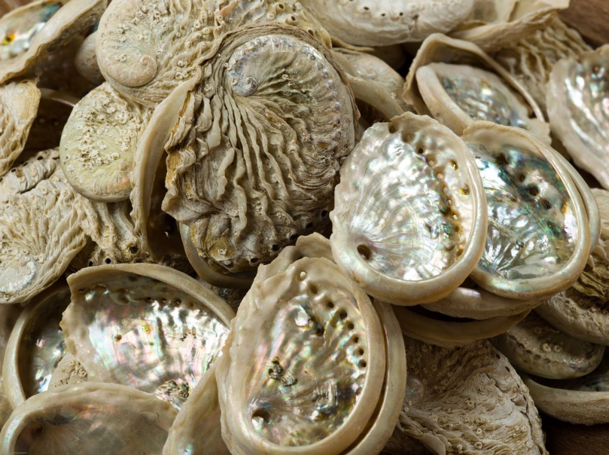 Mother of Pearl Seashell, Approx. 50 - 80mm long