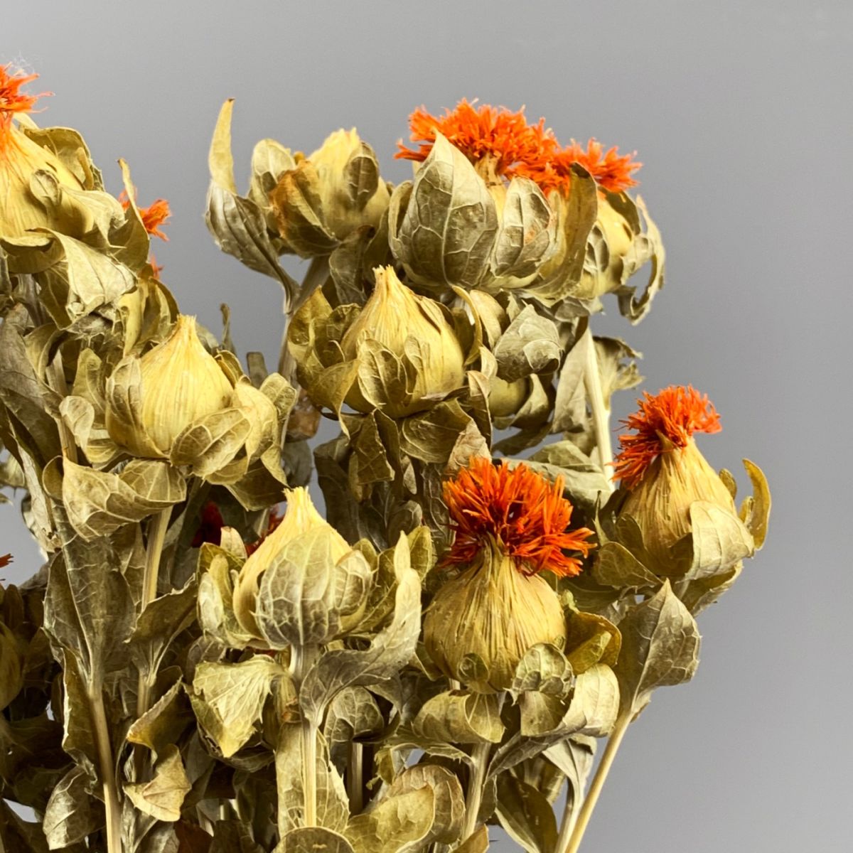 Carthamus Orange, safflower, 70 cm dried flower floral decoration