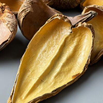 Jacaranda Seed Pod 250g bag, Natural Dried Deco - Brandon Thatchers