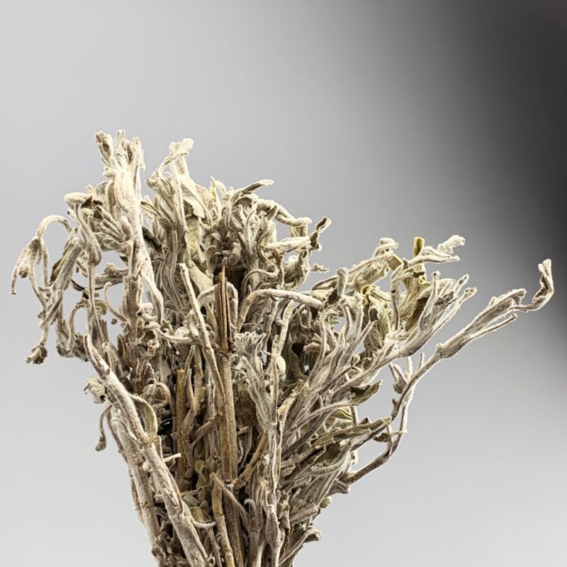 Sage 20cm long by 10 cm wide dried herb UK grown