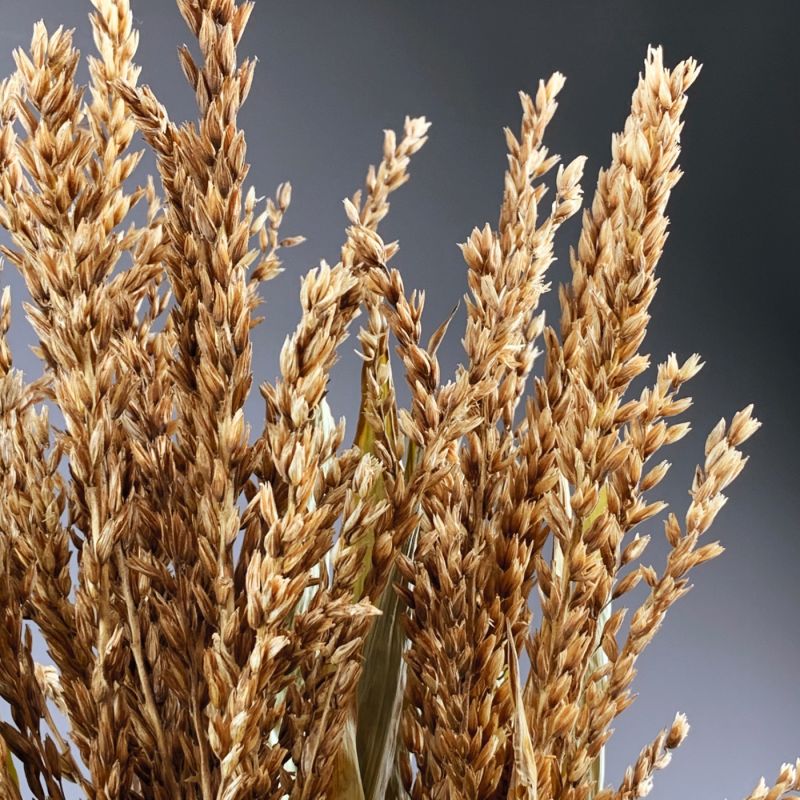 Maize Flowers 65 cm tall x 40 cm wide dried bunch