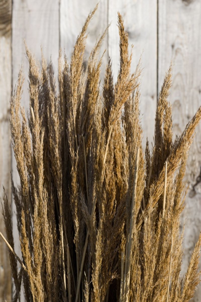 Water Reed Bundle, approx. 2 m plus tall by 25 cm