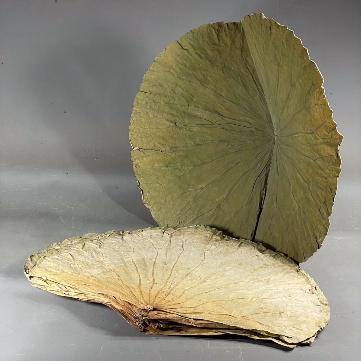 Lotus Leaf 10 pack, approx. 45 cm by 35 cm natural, dried Leaves