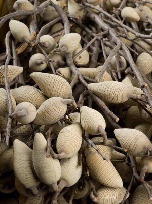 Woody Pear branch x 3 stems. Approx. 50 cm long by 15 cm spread