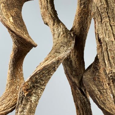 Contorted Willow x 10 stems, approx. mixture 1.2 m to 2.5 m tall ...
