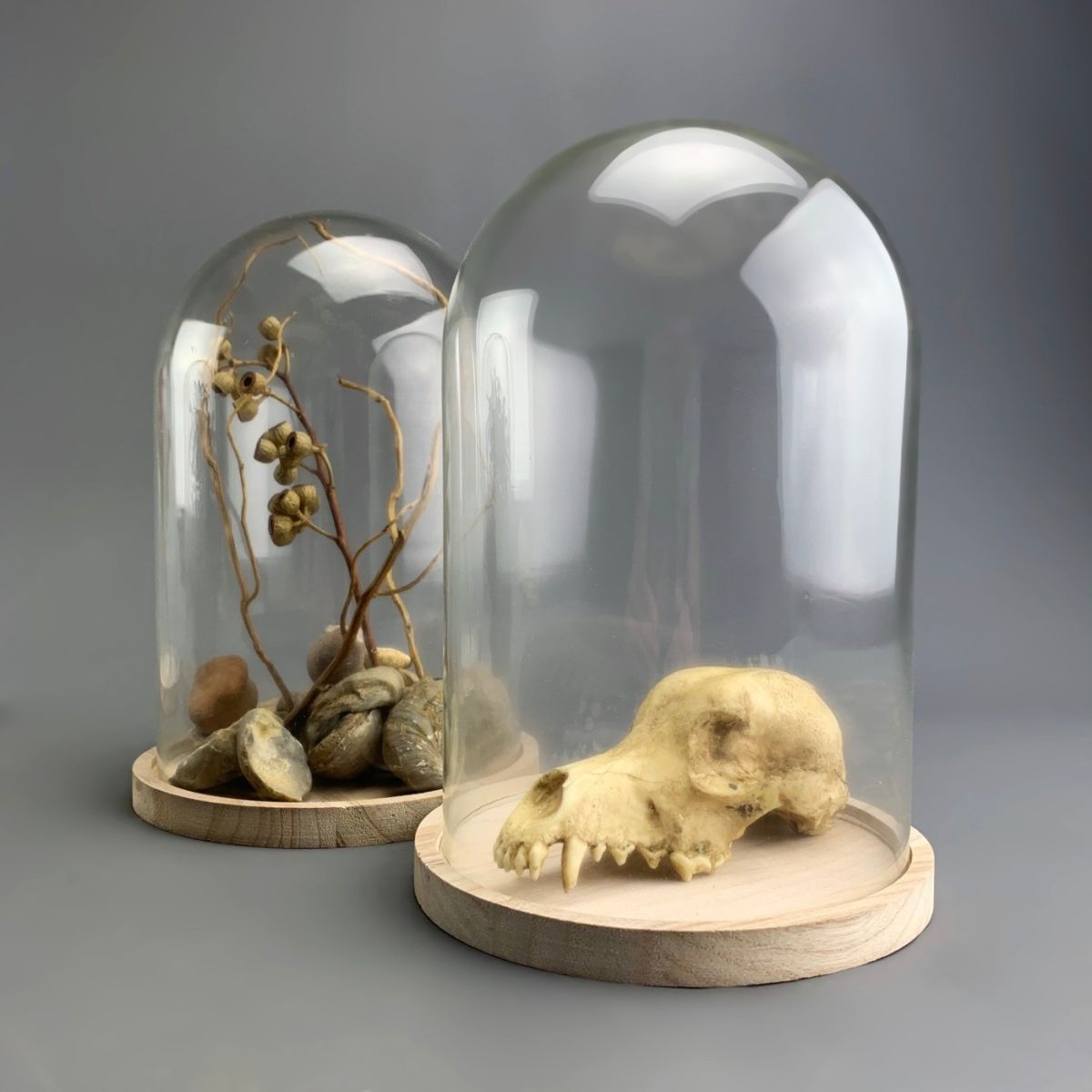 Cloche - Glass Dome With Wooden Base