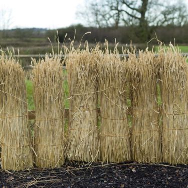 Bundles of Natural Materials- Sedges, cereals, reeds