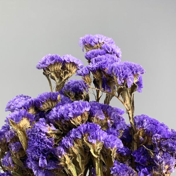 Statice, Blue bunch, approx. 75cm tall dried flowers UK grown