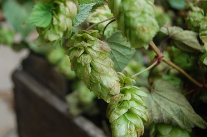 Hop Vine 3 m long with leaves and flowers. Natural dried