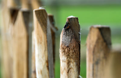 Chestnut Paling Fence Roll approx. 5 m wide by 1.2 m