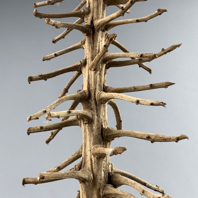 Fish Spine Tree, approx. 80 cm long by 15 to 20 cm dia