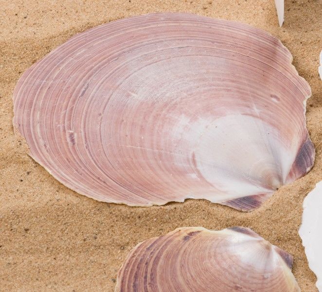 Moon Shine Seashell, Approx. 70 to 120mm diameter