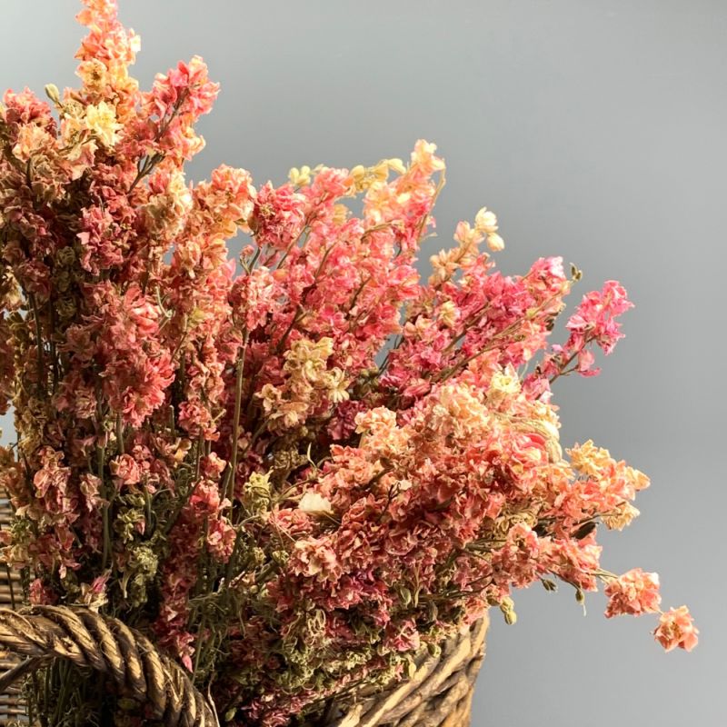 Larkspur, delphinium, Pink bunch, 75cm tall Natural dried flowers