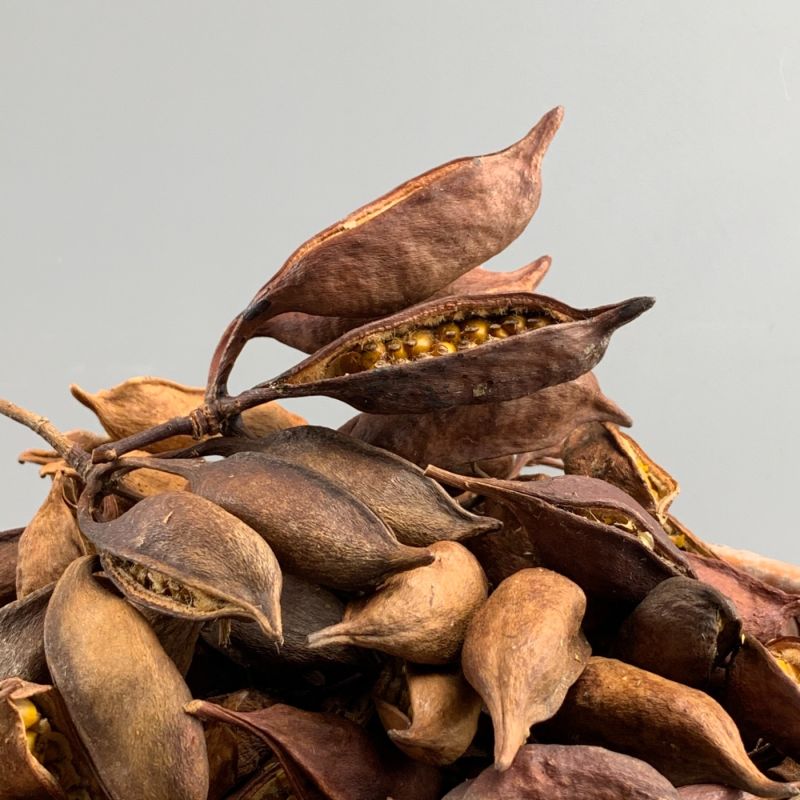 Bottle Tree Pods per 500 g, approx. 14 cm long per bunch