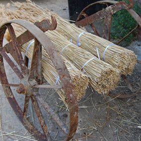 Water Reed Bundle, approx. 2 m plus tall by 25 cm