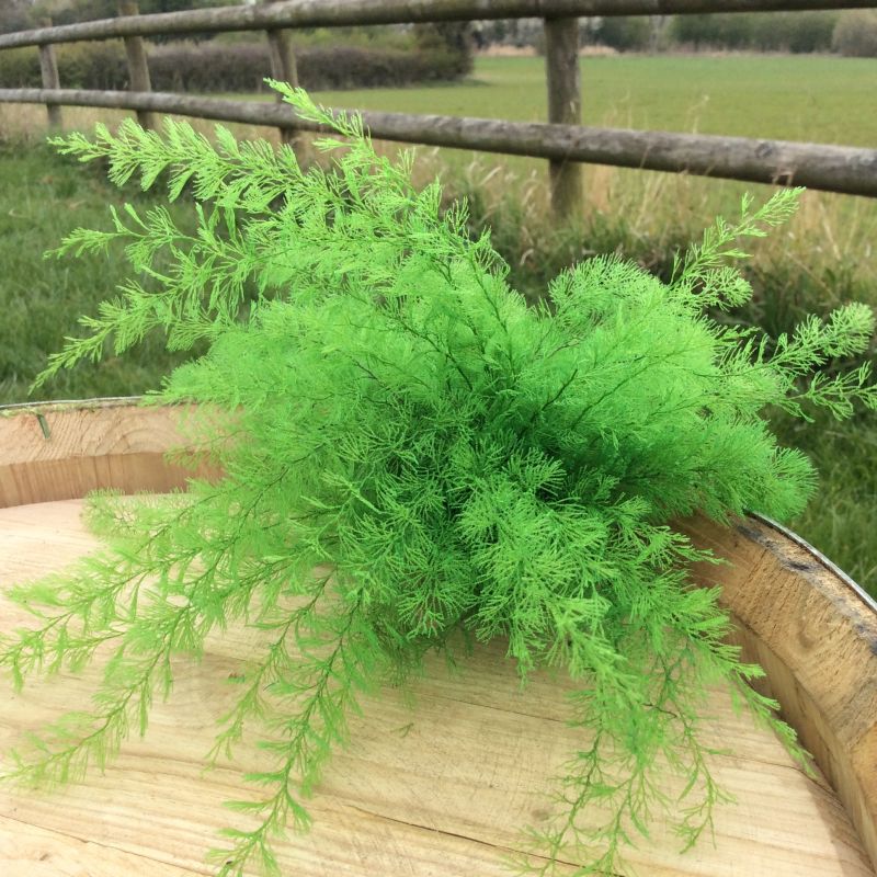 Fern, Vivid green preserved, Approx. 20 cm length, 20 cm spread